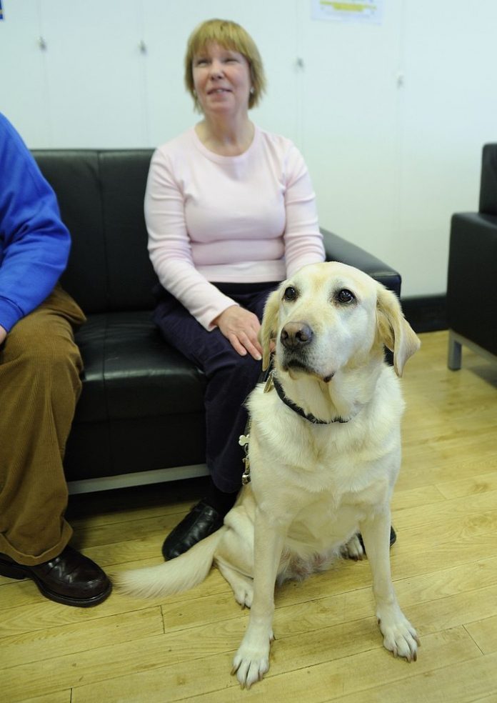 What You Should Know About the Guide Dog Foundation for the Blind