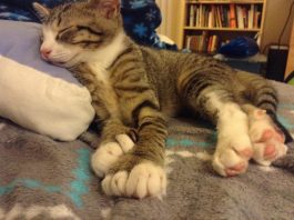 Why Do Some Cats Have Six Toes? Polydactyl Cats - Wagbrag