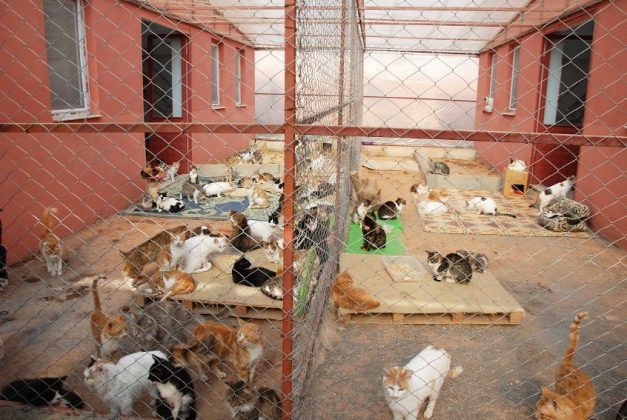 Pet Overpopulation Statics & Why you Should Spay and Neuter
