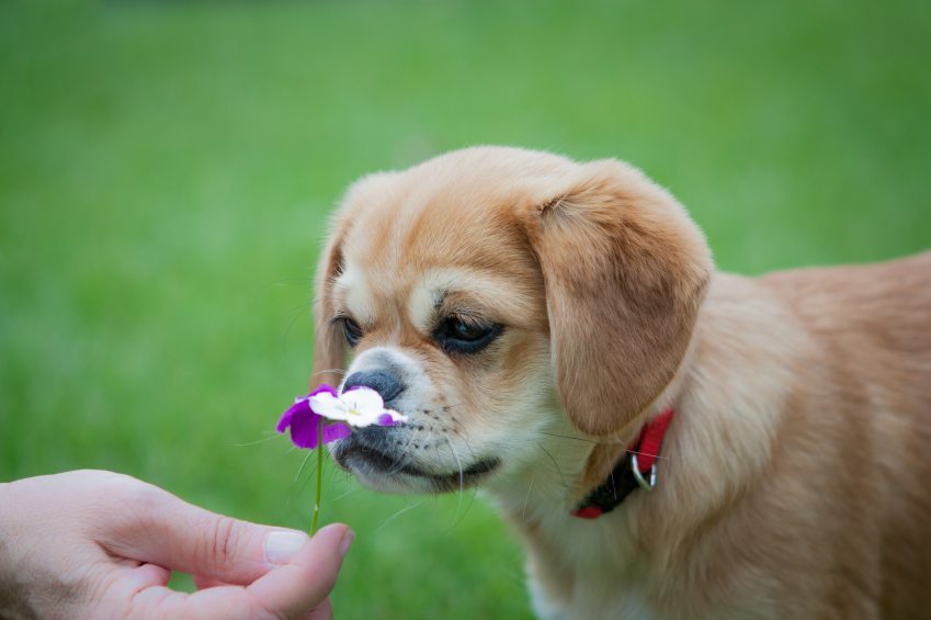 Understanding Your Dog’s Nose