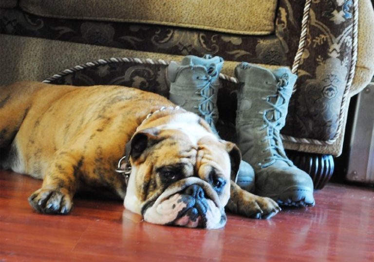 How Dogs on Deployment Helps Care for Military Personnel’s Pets