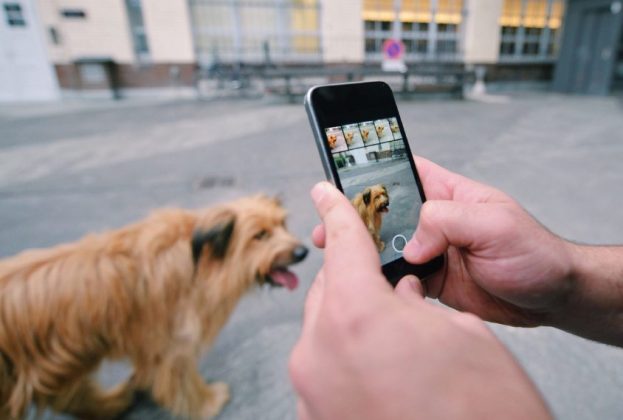3 Great Apps That Help Shelter Pets Find New Homes