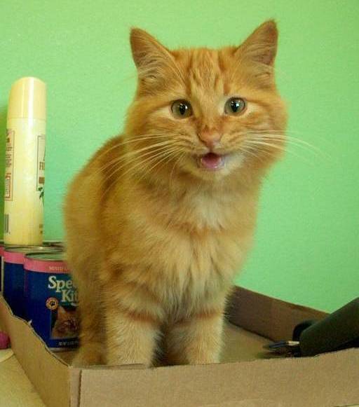 5 Different Cat Personality Types photo by ~The Cat Luva~ Flickr ...