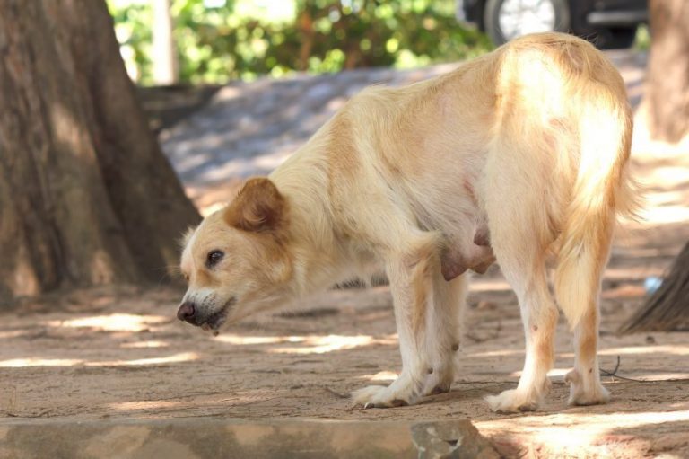 coprophagy - Wagbrag - Pet Wellness, Health, Rescue and Adoption