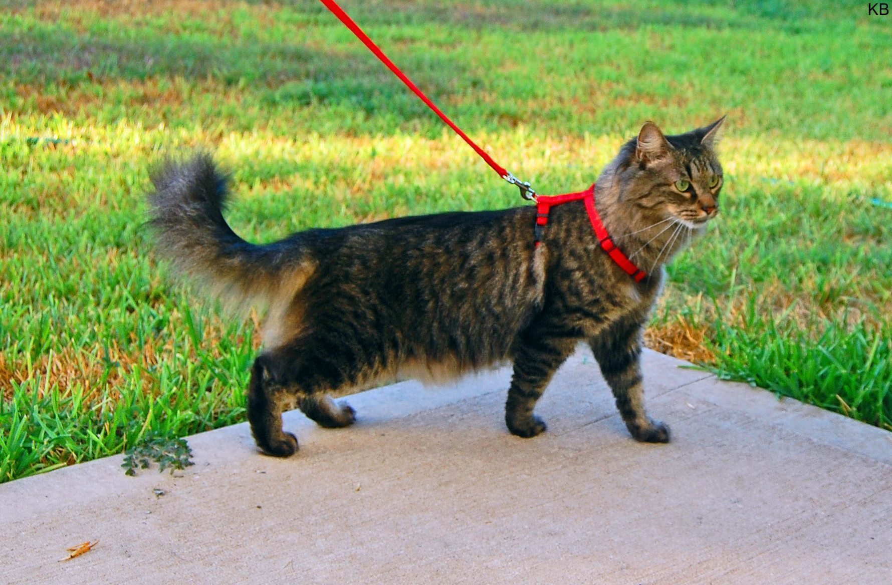 How To Walk Your Cat Using A Harness Or Vest How To Walk Your Cat Using A Harness Or Vest