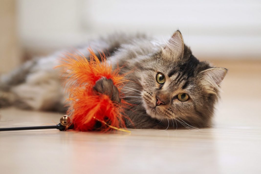 5 Different Cat Personality Types