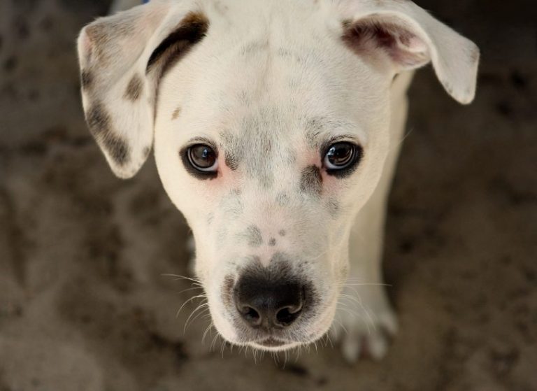 National Mutt Day: 5 Reasons Why Mixed Breeds Are So Cool