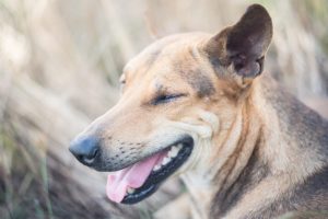 National Mutt Day: 5 Reasons Why Mixed Breeds Are So Cool
