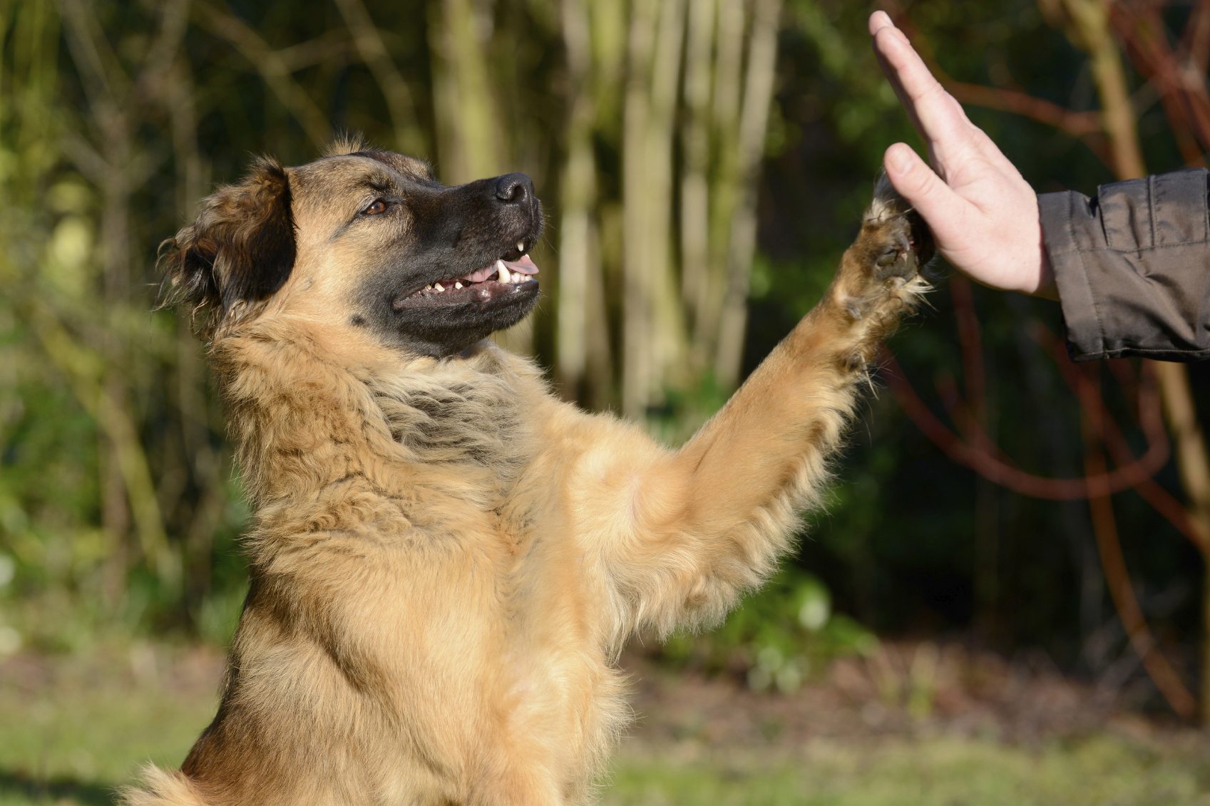 12 Things To Know About Dog Training With Positive Reinforcement 12 Things To Know About Dog Training With Positive Reinforcement