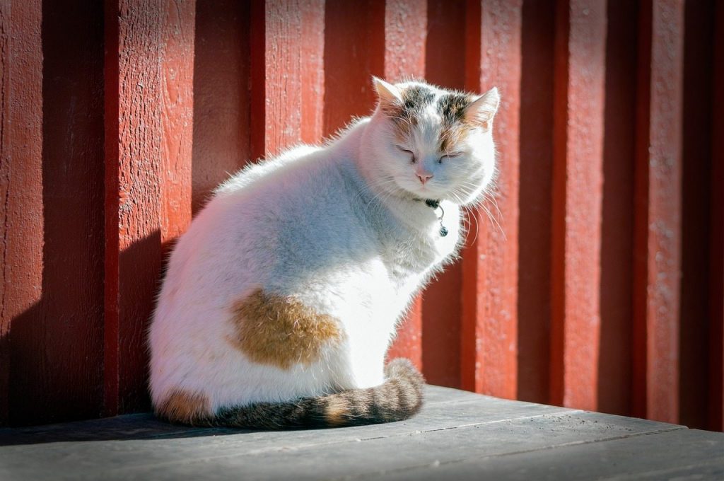 Animal Laws Wagbrag Pet Wellness Health Rescue And Adoption animal-laws-wagbrag-pet-wellness-health-rescue-and-adoption
