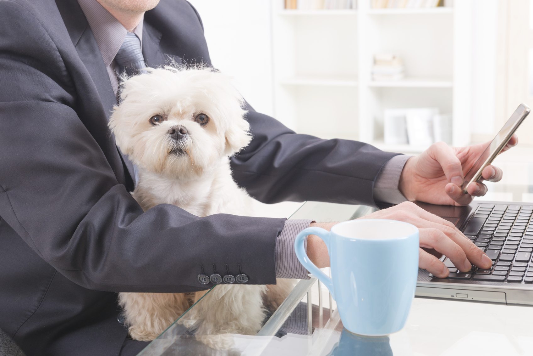 Working With Dog In The Office Wagbrag Pet Wellness Health Rescue