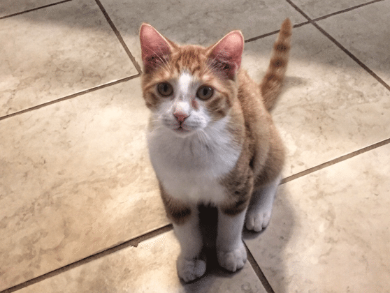 Wackiest Pet Names of 2017 - Top 10 Unusual Dog and Cat Names